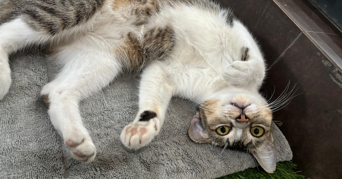 Unbothered Cat's Iconic Way of Relaxing With Dad After a Long Day Has ...