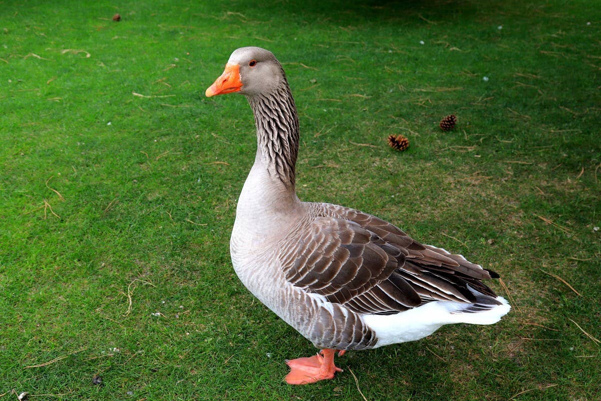 Sneaky French Goose Makes Off With McDonald’s Meal Like It’s the ...
