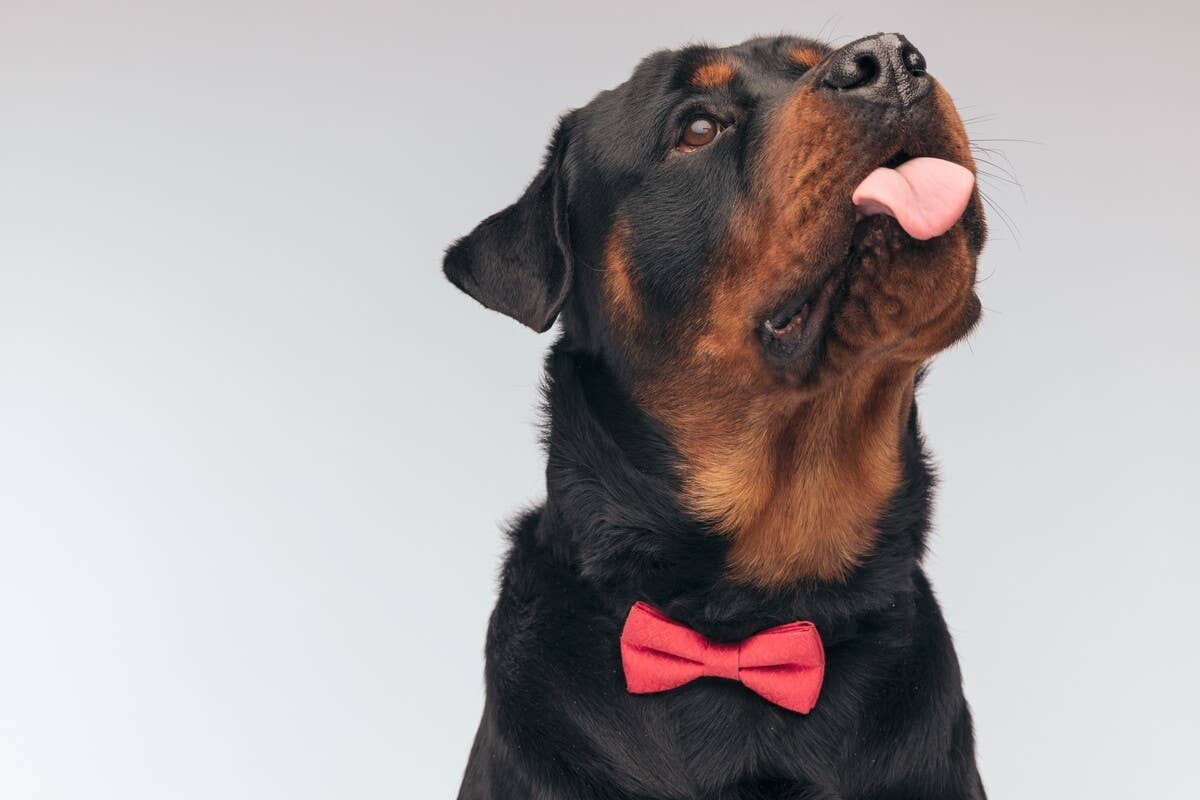 ‘Romantic Rottweiler’ Sending Sweet ‘Awoos’ to His ‘Crush Next Door ...