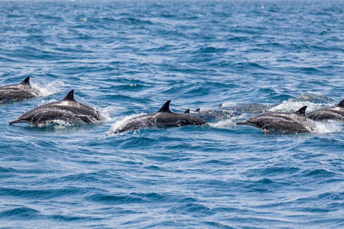 Video of Massive Dolphin Pod Leading Tour Boat Has People in Awe ...