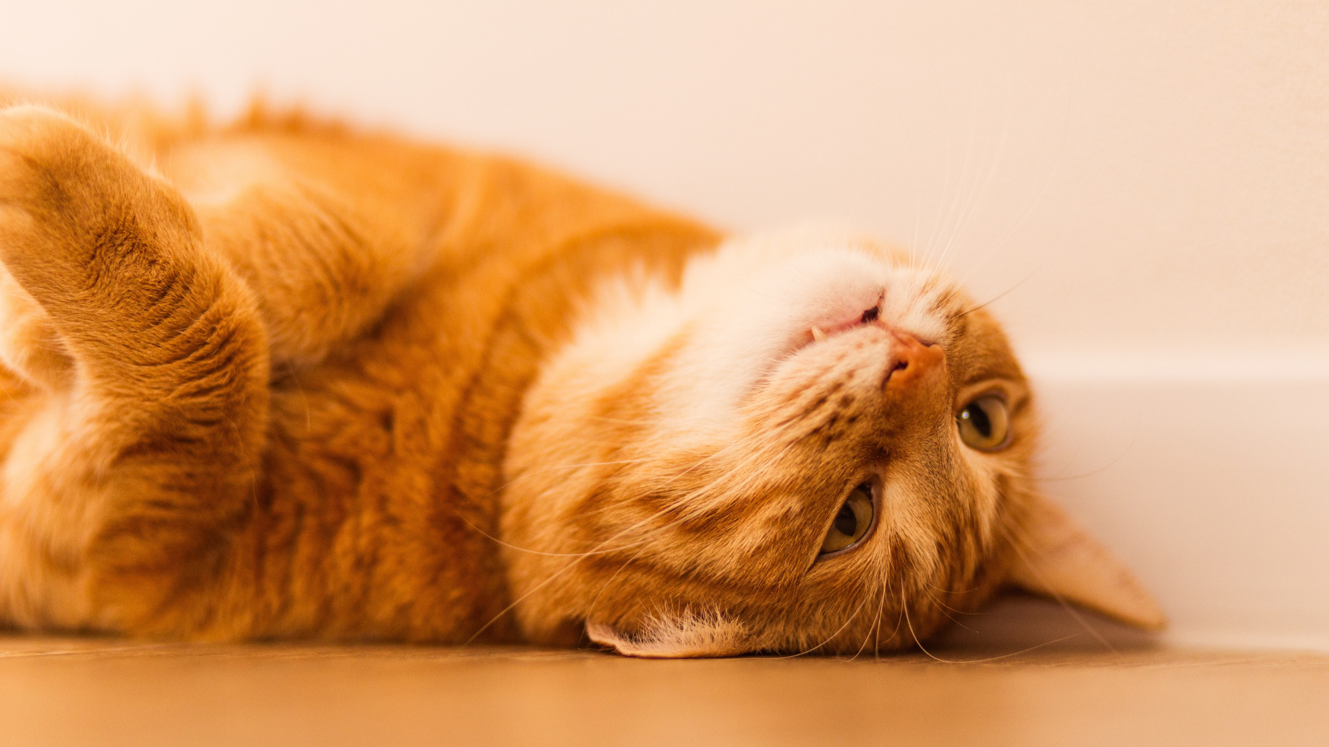 Orange Cat Gets Banned From Mom’s Office and Reacts Just Like a Kid ...