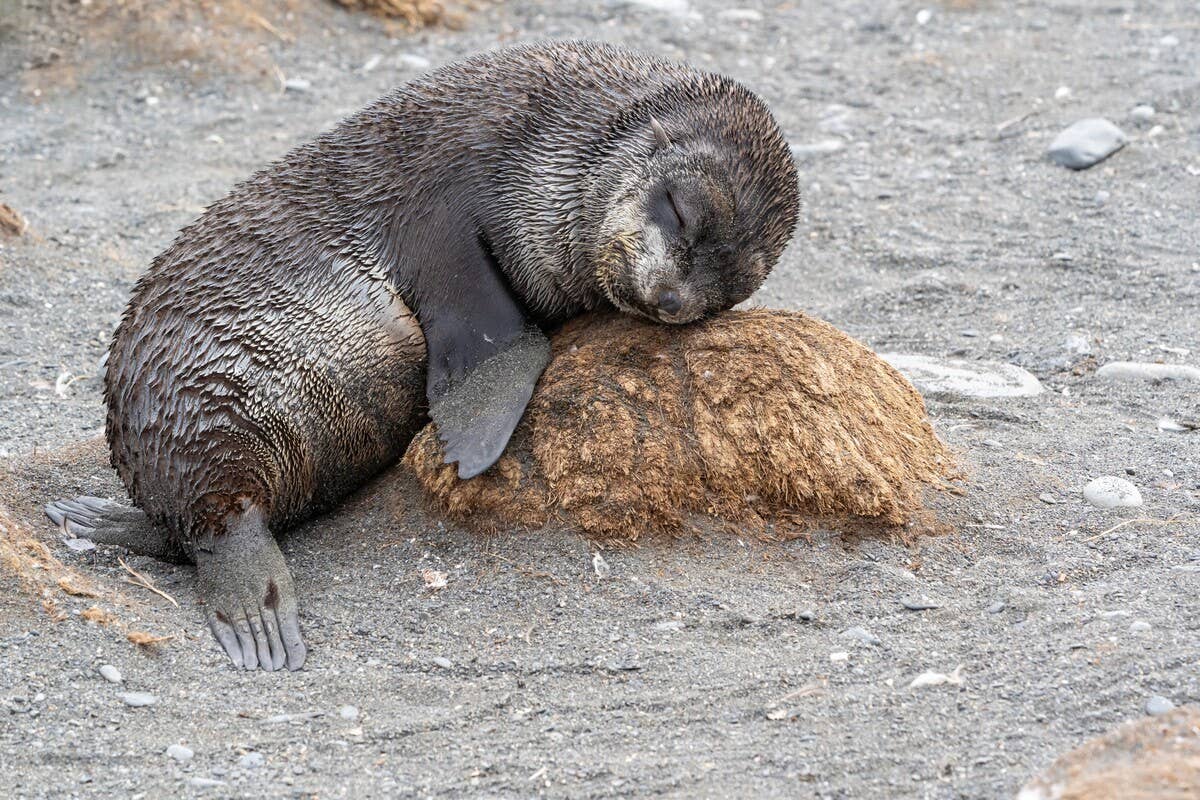 Sleepy Seal Taking a Nap on a Rock Is What Winning in Life Looks Like ...