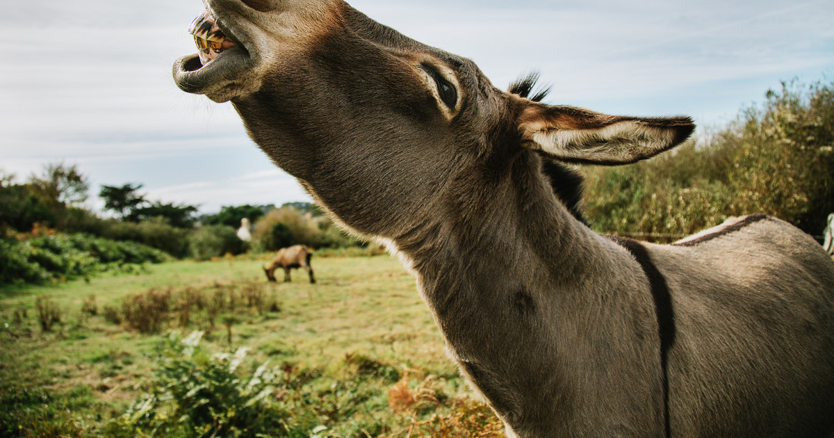 Singing’ Donkeys Waiting for Treats Are Cracking Us All Up - PetHelpful