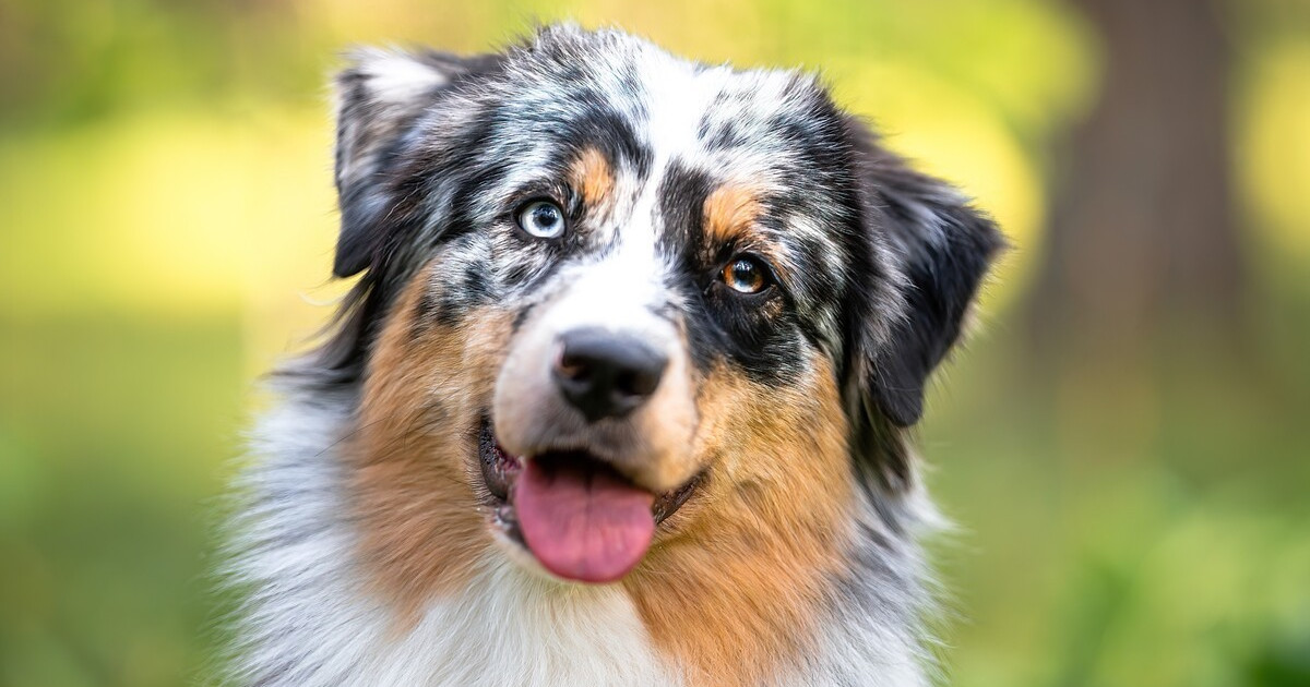 Dutiful Australian Shepherd Is Better at Doing Chores Than Most Human ...