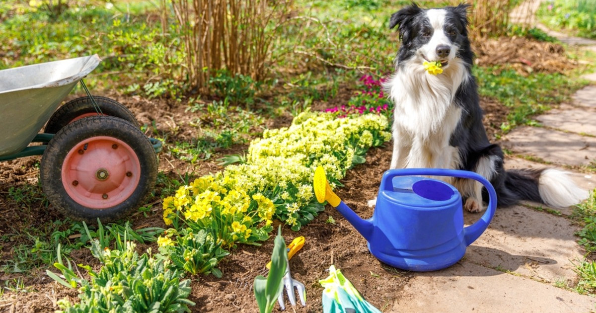 Pro Gardener Shares Cool Tricks for Repurposing Dog Hair in the Garden ...