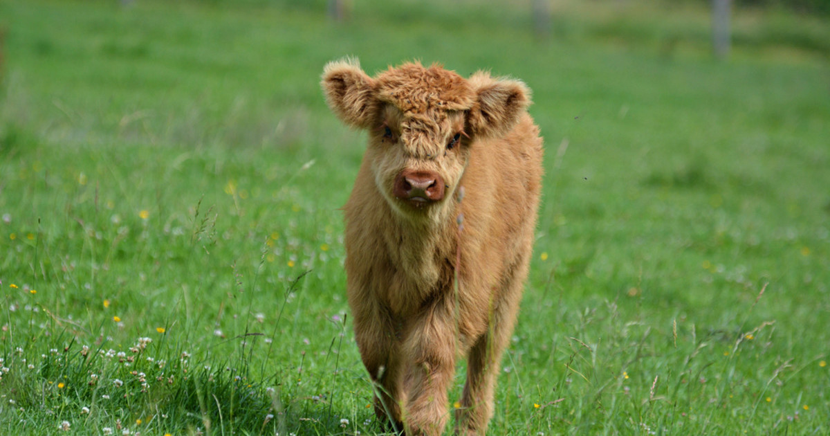 Highland Cow Calf Ready to ‘Take On’ a Curious Rooster Is Delighting ...