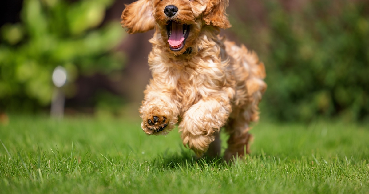 Cockapoo Who Can't Contain Her Joy While 'Reuniting With College ...