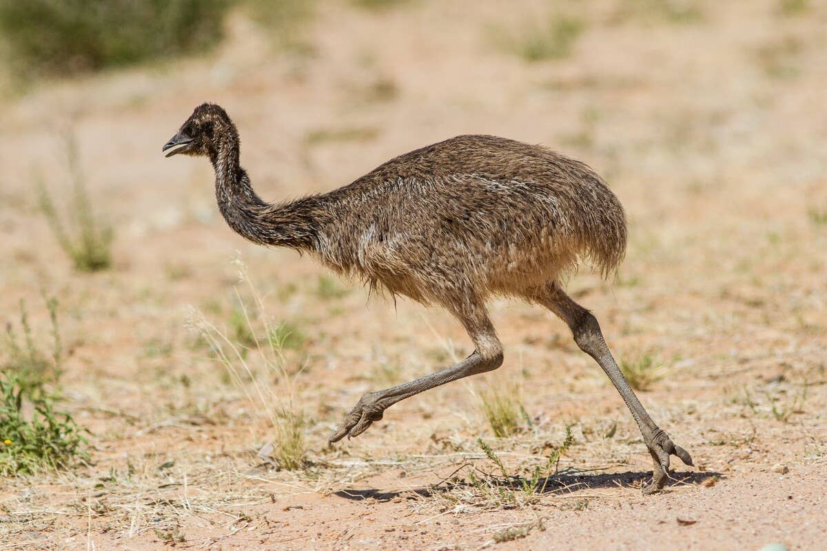 Emu and Llama Siblings Play ‘Tag’ Together Just Like a Couple of Human ...