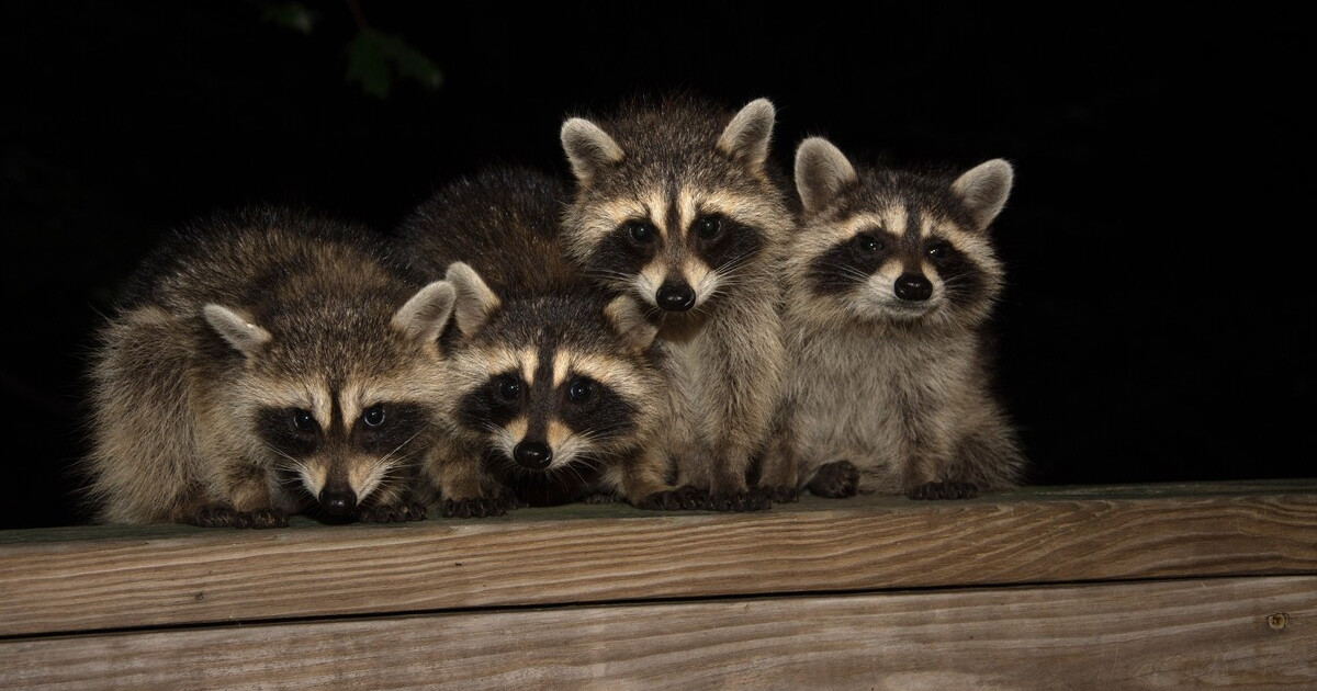 Adorable Video of Baby Raccoons Learning to Climb Is Making Everybody ...