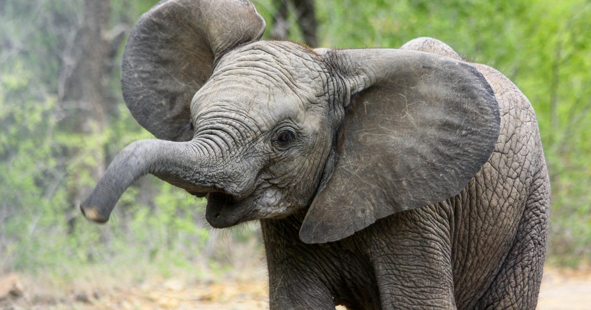 Mama Elephant Patiently Trying to Get Her Baby to Stop Playing With ...