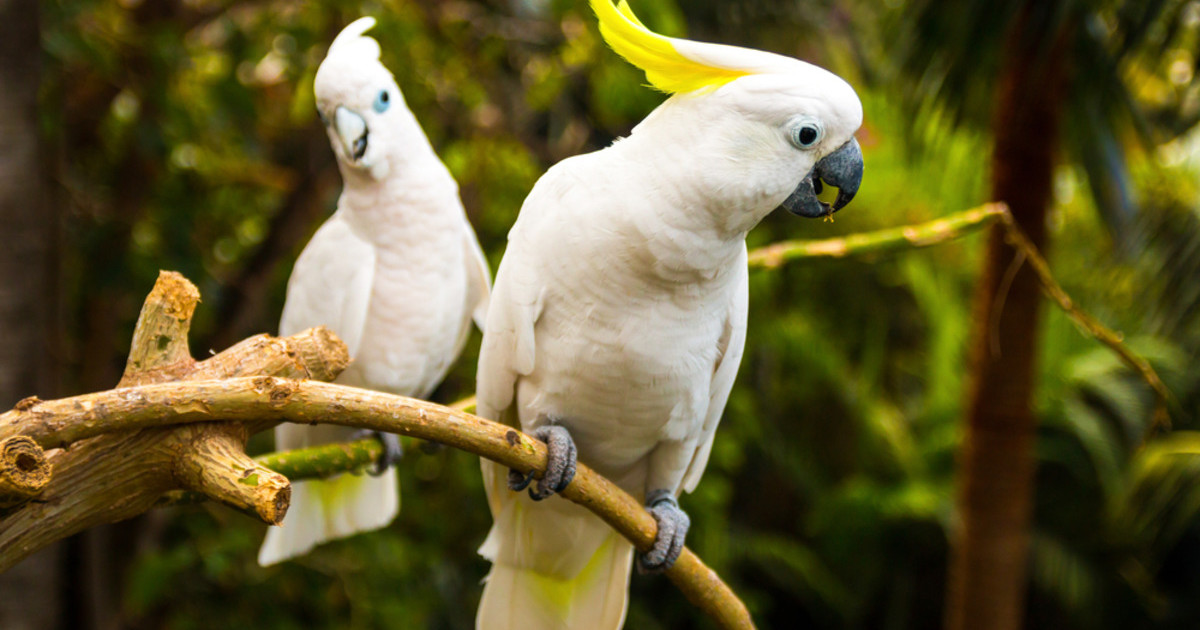 Cockatoos’ Funny ‘Dance Off’ Makes Us All Want to Get Up and Shake It ...