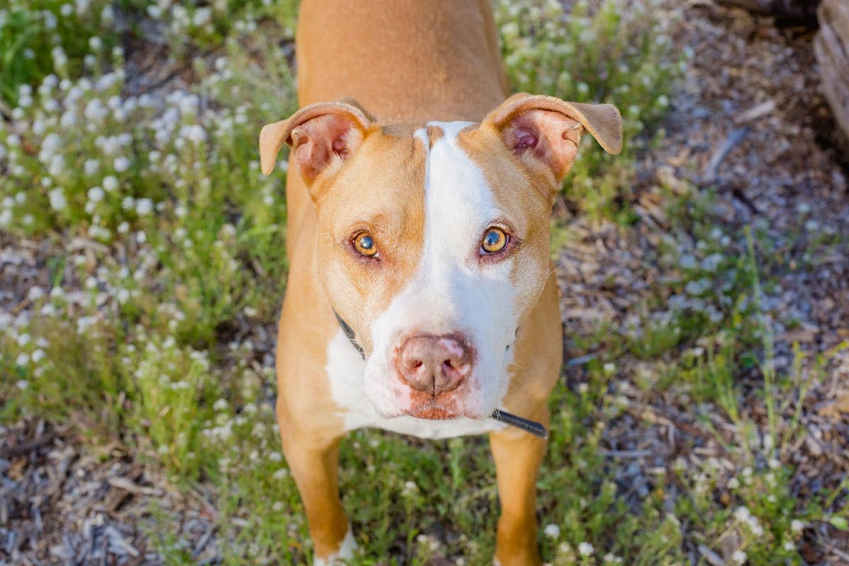 Nervous Pit Bull Learning to Use Backyard Stairs Plays the Ultimate ...