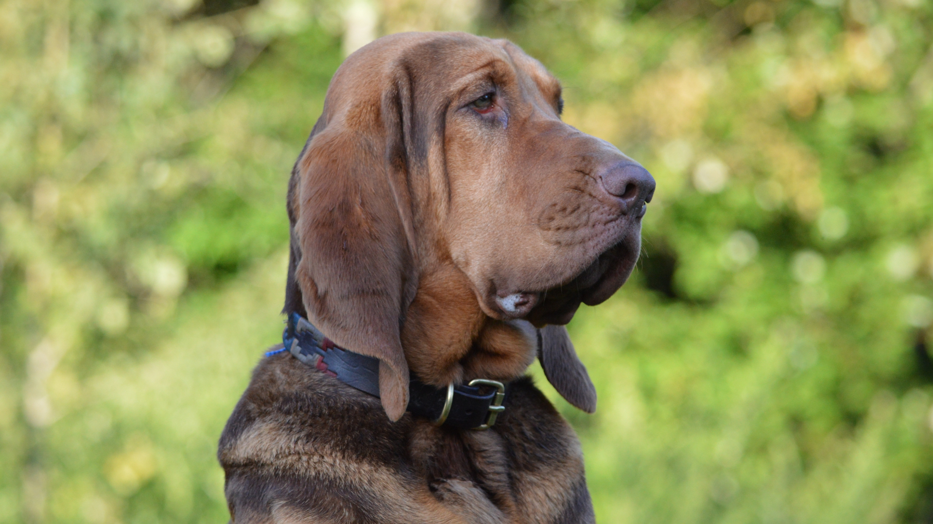 Everyone Is Safe When Diligent Bloodhound Is on Duty as the ...