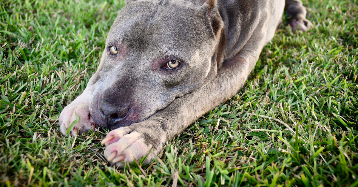 Rescued Senior Pit Bull Getting Kisses From Her Senior Chihuahua Bestie ...