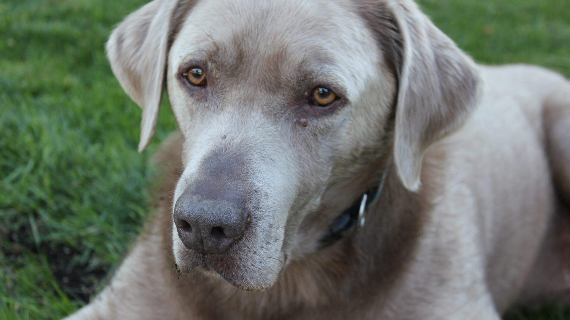 Silver Lab Gives Mom the Biggest Side-Eye After Getting Woken Up to Go ...