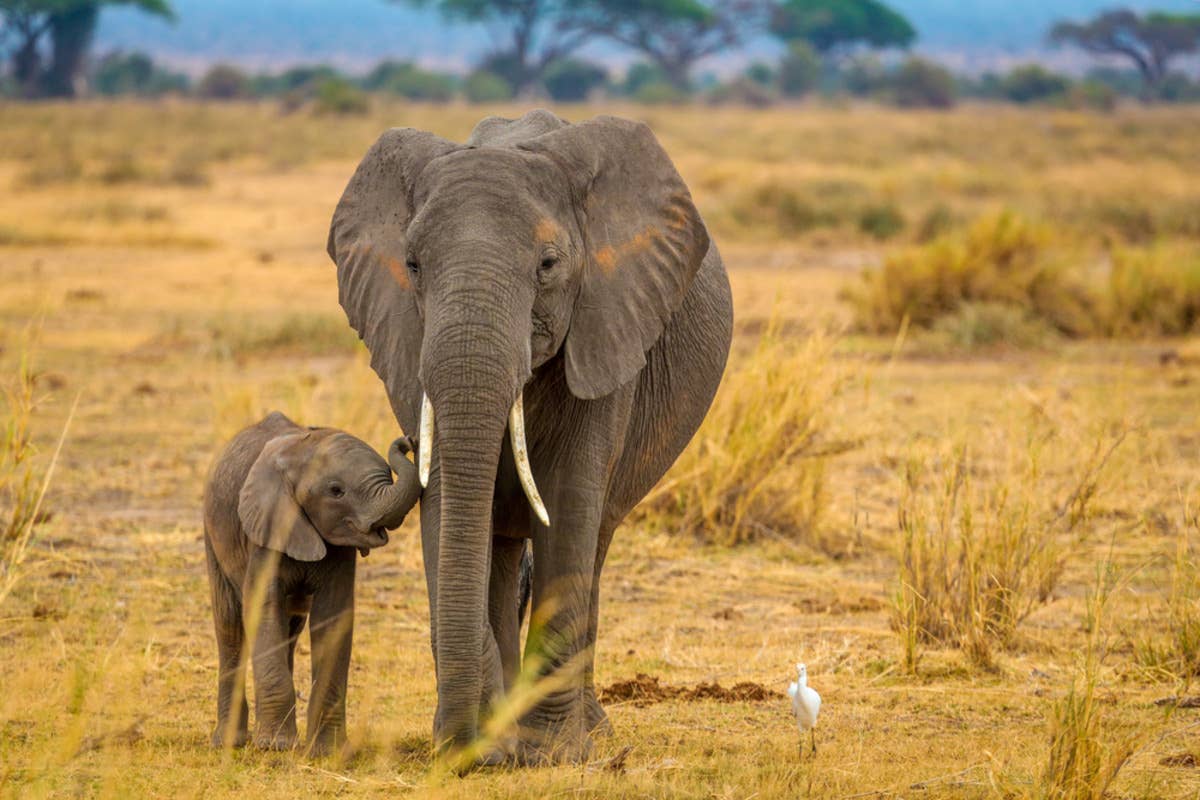 Wildlife Rescuers Shares the Adorable Way Mama Elephants Keep Their ...