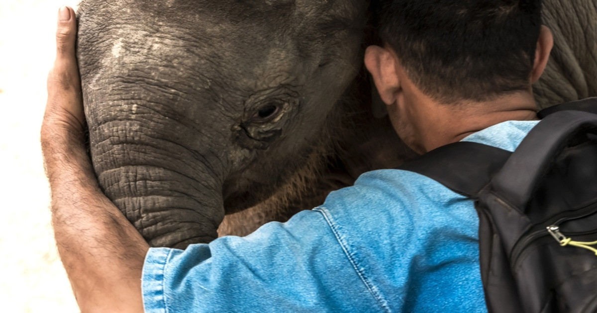 Baby Elephant Trying to Hug His Caretaker Is Absolutely Too Cute to ...