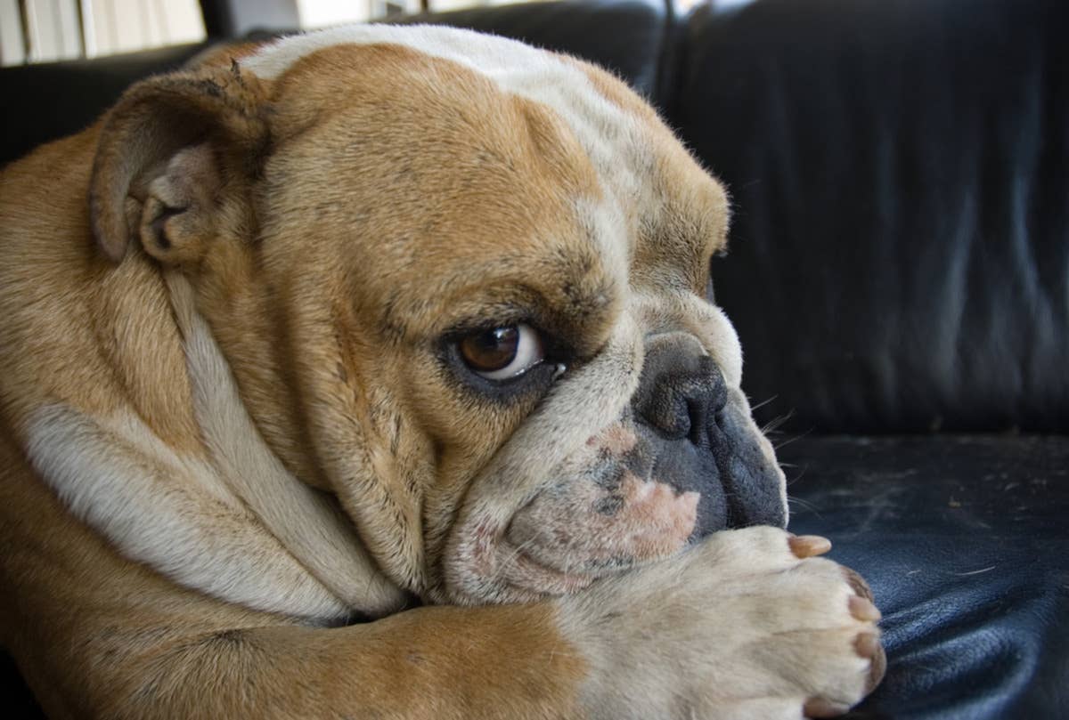 English Bulldog Has Funniest Reaction When Mom Stops Petting Her ...