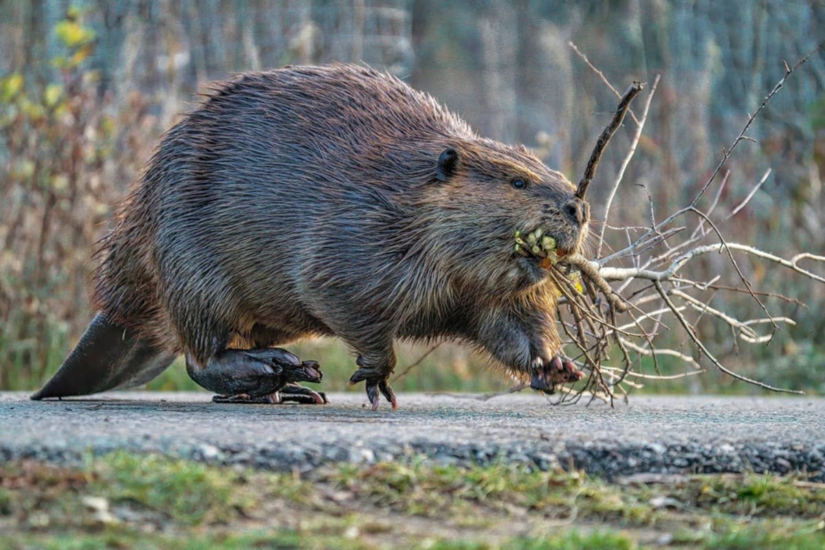 Hard Working’ Beaver Stops Traffic While Trying to Drag a Huge Branch ...