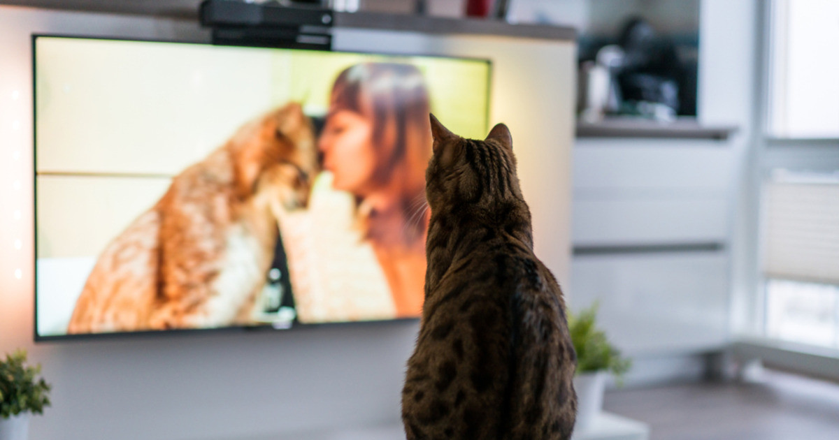 Funny Cats Binge Bird Documentaries Like It's Netflix Night - PetHelpful