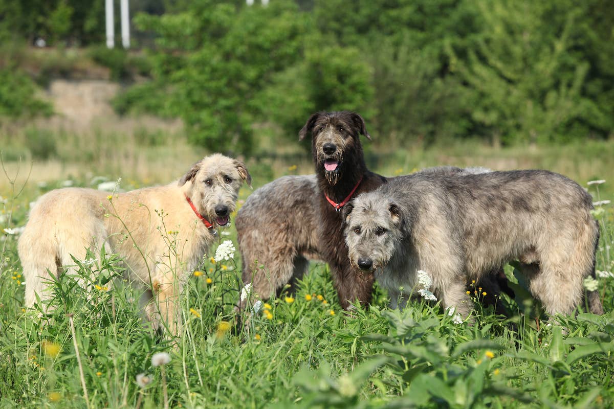 Massive Irish Wolfhounds Politely Enjoying Ice Cream Cones Draw a Crowd ...