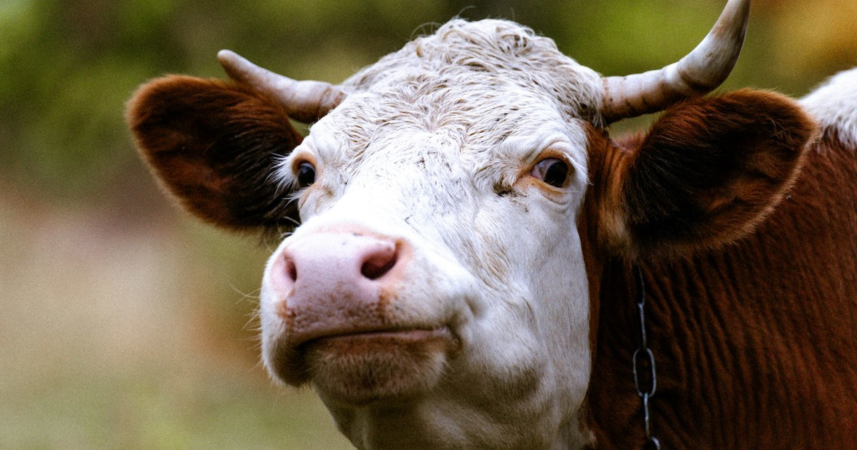 Jealous Cow Throws a Fit When She Doesn’t Get to Walk to the Mailbox ...