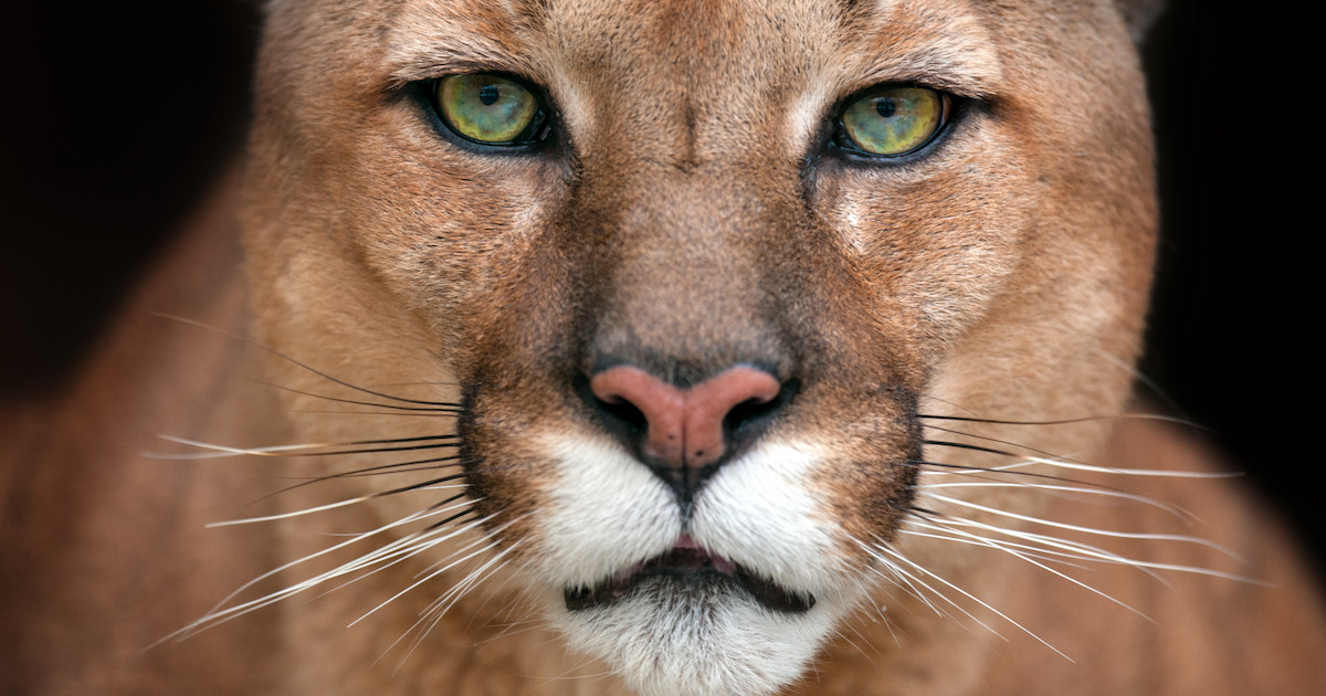 Southern Californian's Terrifying Close Call With an Angry Puma Is ...