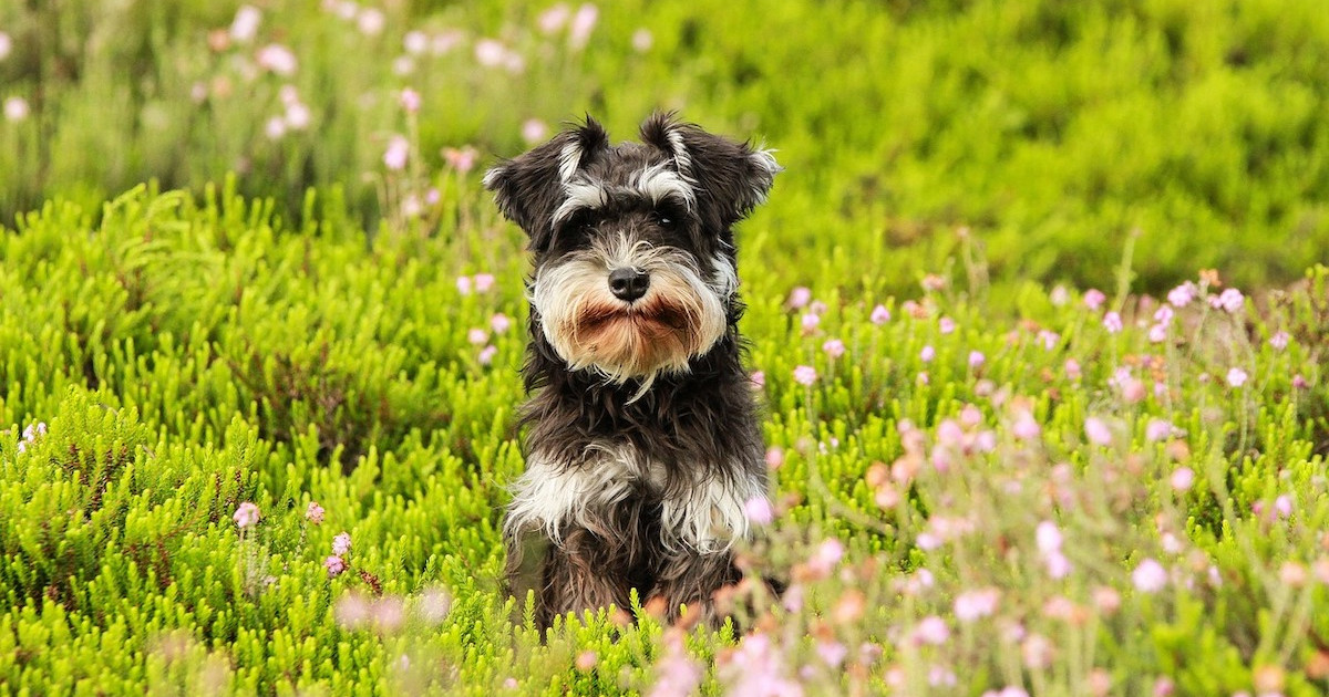 Tiny Puppy's Wagging Tail Reaches Turbo Speed When Mom Showers Him in ...