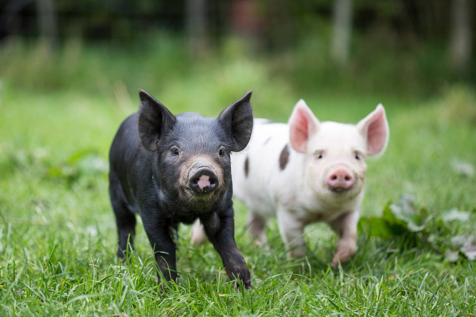 Adorable Gang of Baby Pigs Gets Caught in the Act by Farmer When Trying ...