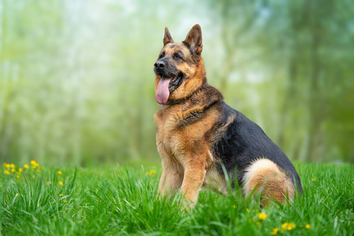 Goofy German Shepherd Breaks All Stereotypes and It’s Just Too Cute ...