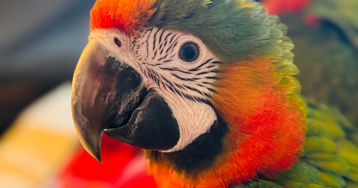 Parrot's Fetch Session With Jack Russell Brother Ends With Huge Bonk in ...