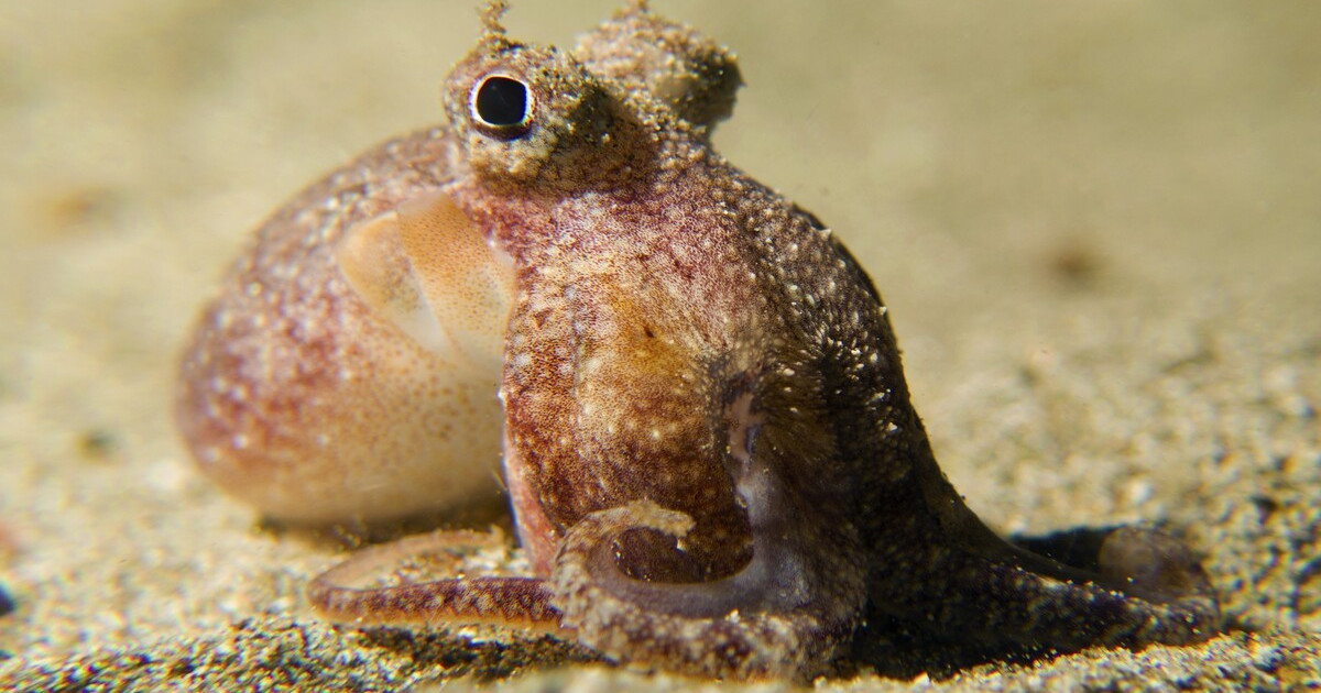 Precious Little Octopus's Attempt to Play with Caretaker Is Too Cute to ...