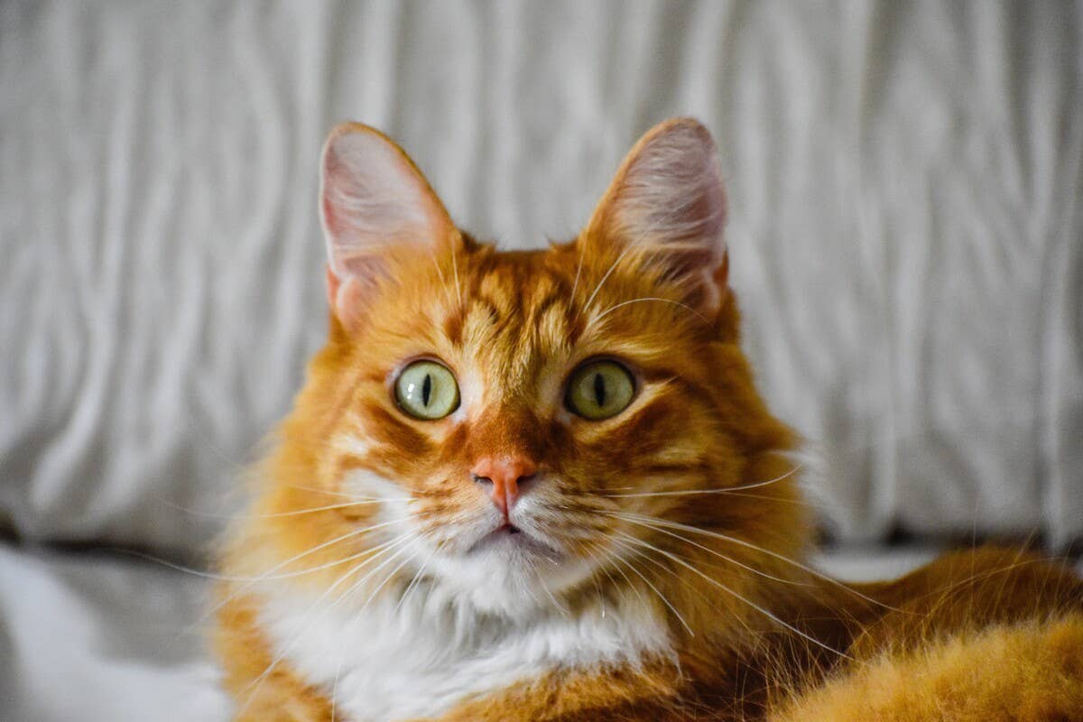 Orange Cat’s Guilty Pause After Getting Caught During Food Robbery Is ...