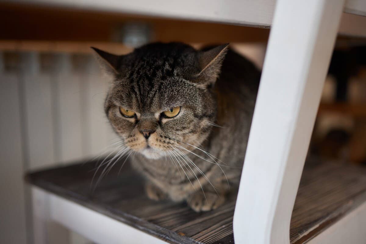 Angry Cat Trio Gangs Up on Mom Because Dinner Is ‘5 Minutes Late’ and ...