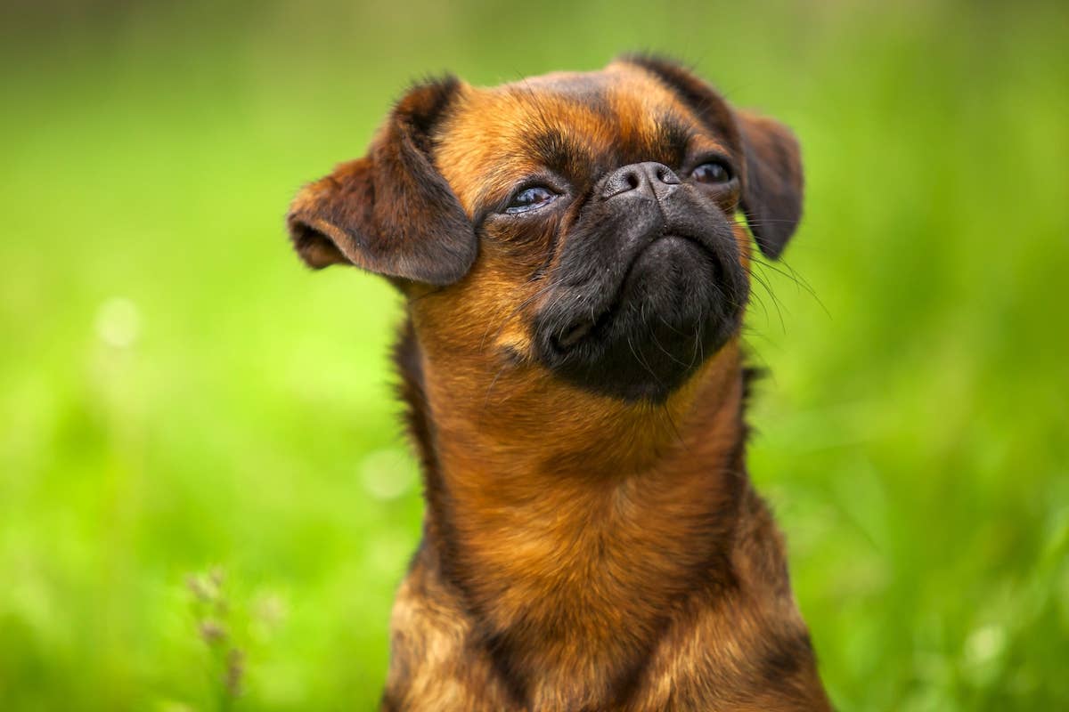 Adorable Brussels Griffon With Dwarfism Looks More Like a Toy Than a ...