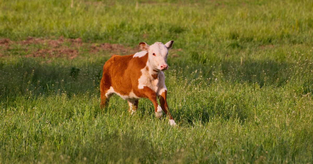 Feeling Down? Watch a Video of Adorable 'Cow Zoomies' for an Instant ...