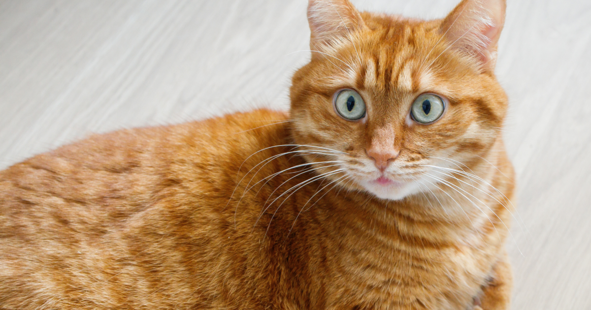 Friends Create ‘Competitive Petting’ With Their Orange Cat & It Should ...
