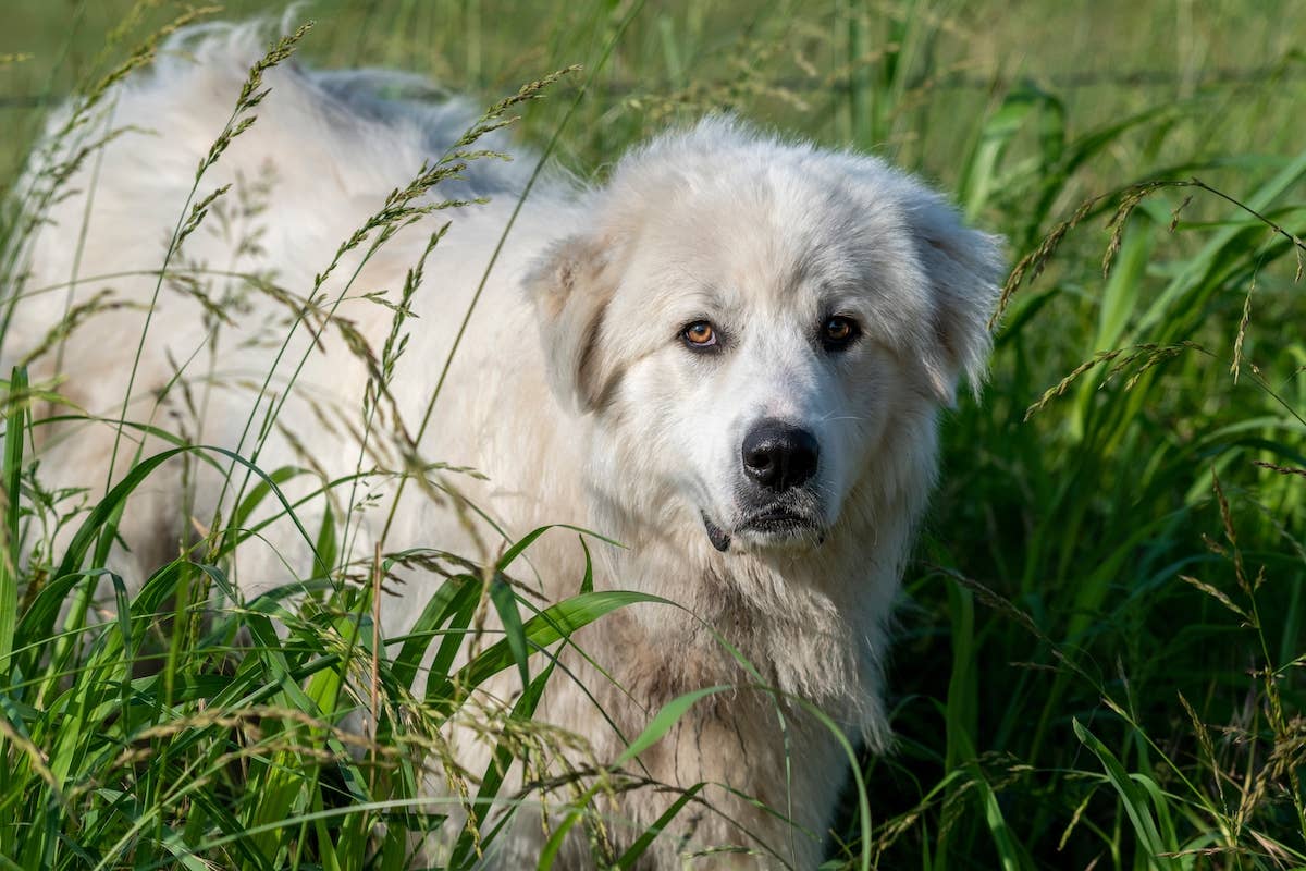 Great Pyrenees 'Who Never Barks' Protects Sleeping Family From Bear Who ...