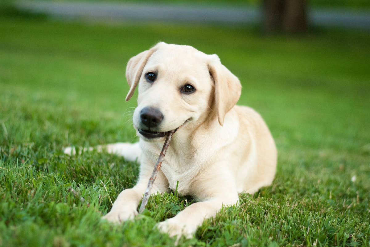 Labrador Retriever Puppy Chewing on Valais Black Nose Sheep Horns Like ...