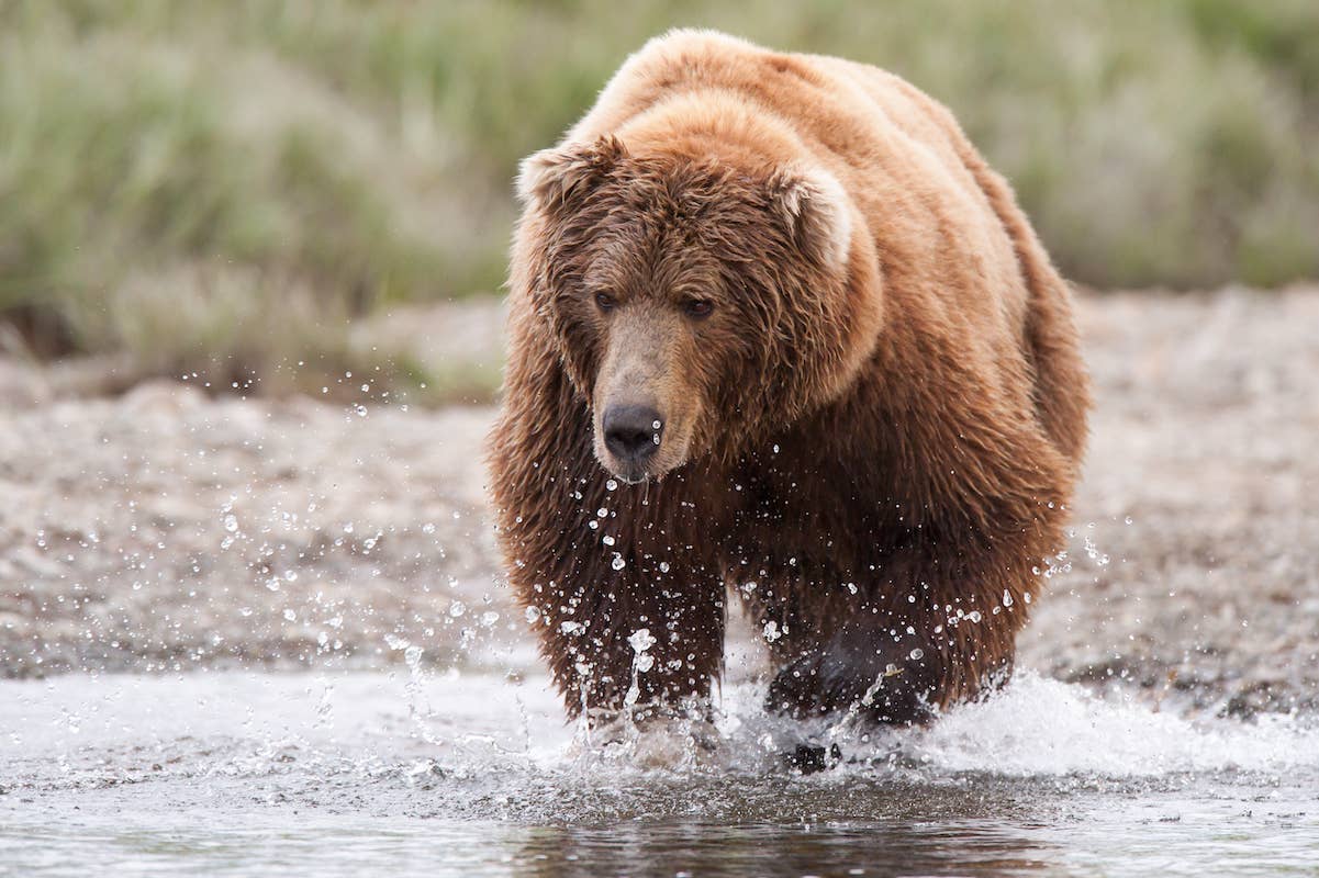 NHL Mascot's Close Call With Brown Bear in Alaskan National Park Has ...