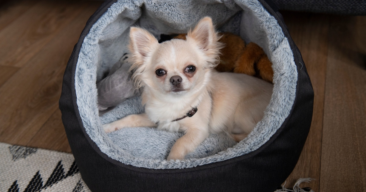 Adorable 2-Pound Chihuahua Puppy With Giant Saint Bernard Siblings ...