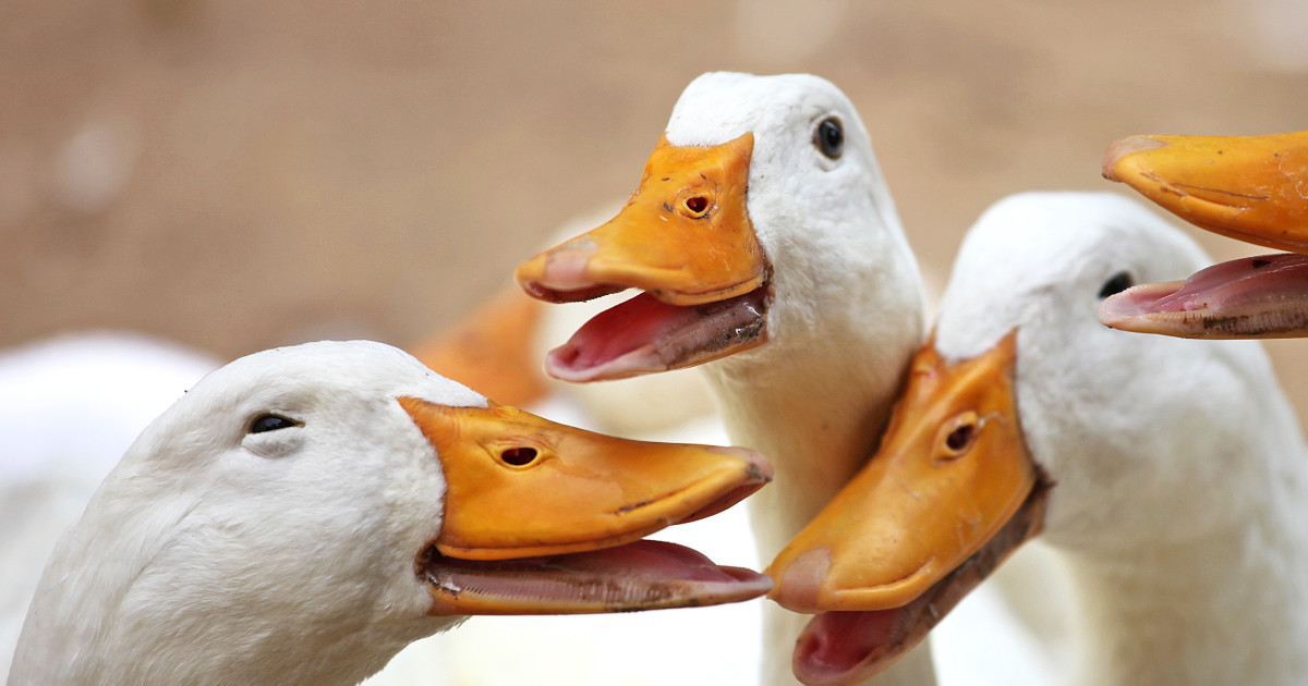 Gaggle of Ducks Laugh Like Mean Girls After Chasing Rooster Away - PetHelpful