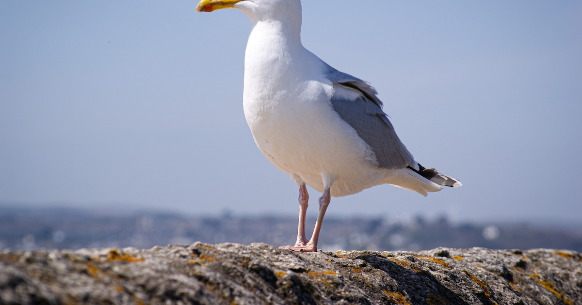 Connecticut Beachgoers Warned to Keep An Eye Out for 'Cecil the Hungry ...