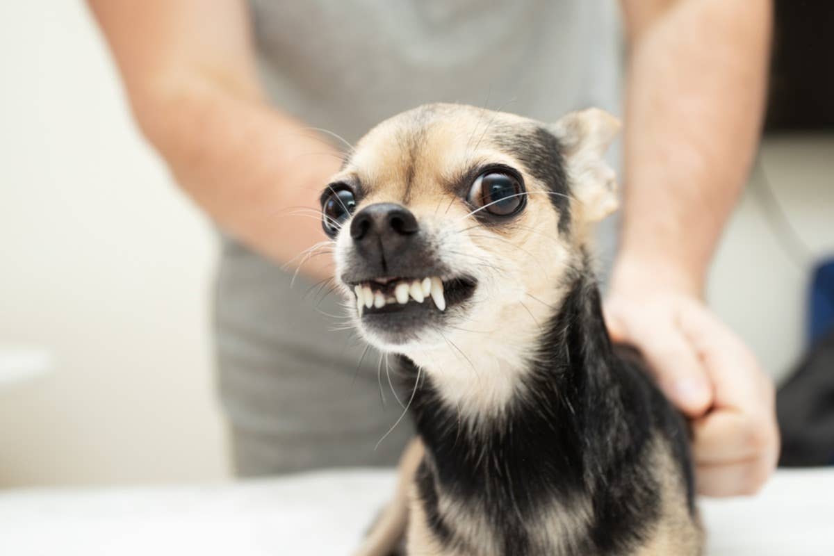 Feisty Chihuahua Barks “Shh” Every Time Mom Says the Cats’ Names ...