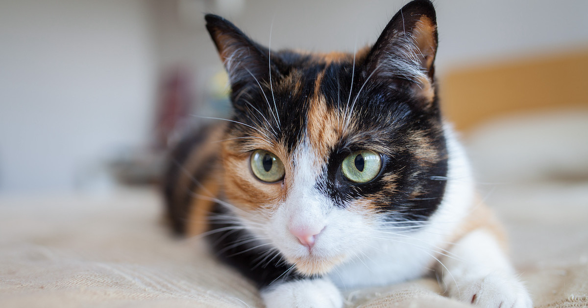 Calico Cat Spotted 'Skateboarding' on Lazy Susan Gets Points for ...