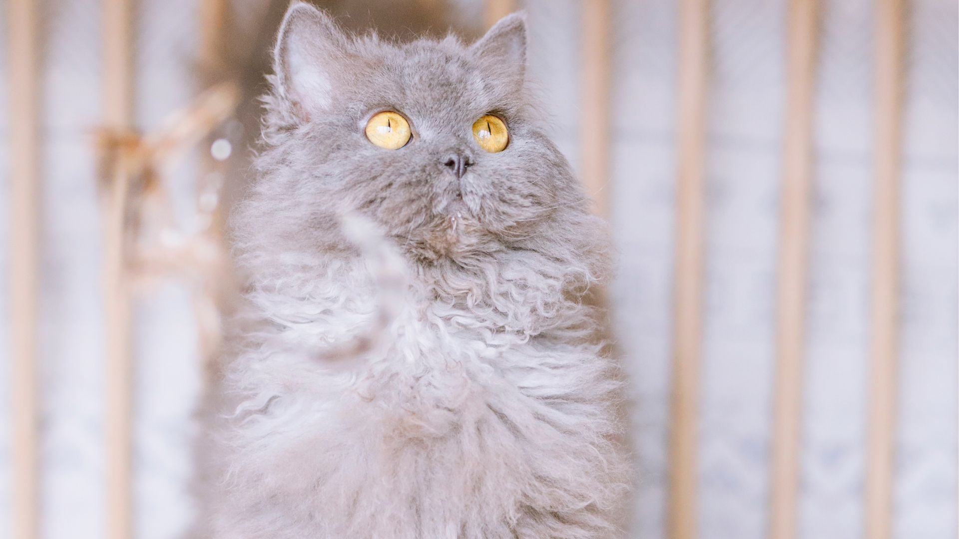 ‘Curly Cat’ Named Feta Has People Swooning All Over the Internet ...