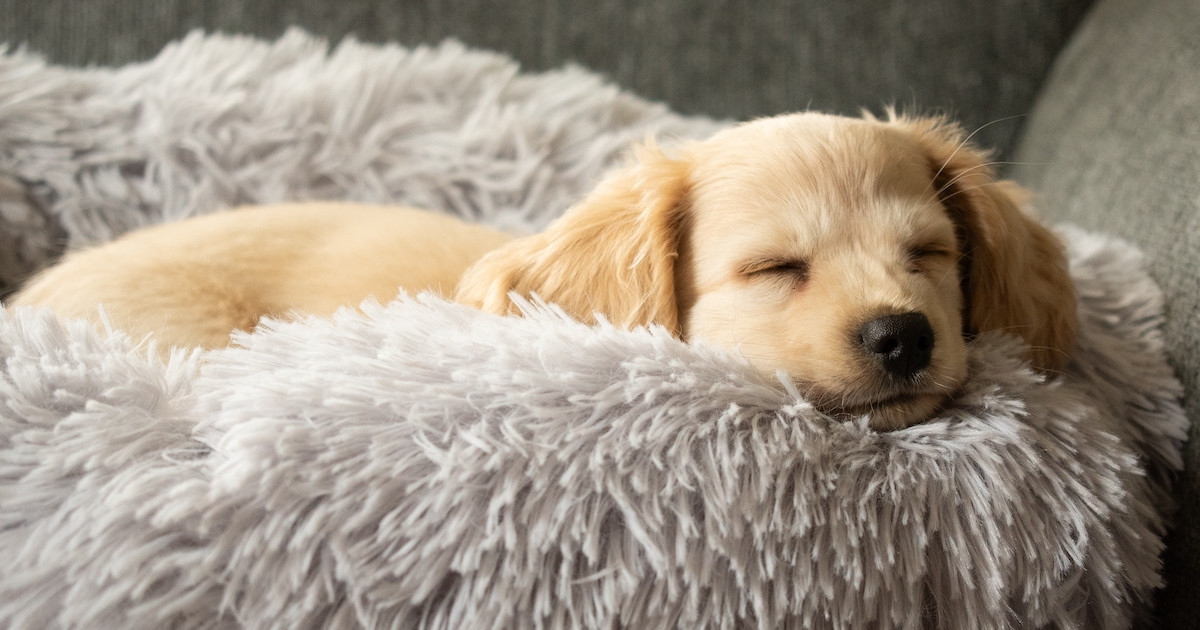 Dogs Are Love to Nap in This Quirky and Cute Octopus Bed - PetHelpful