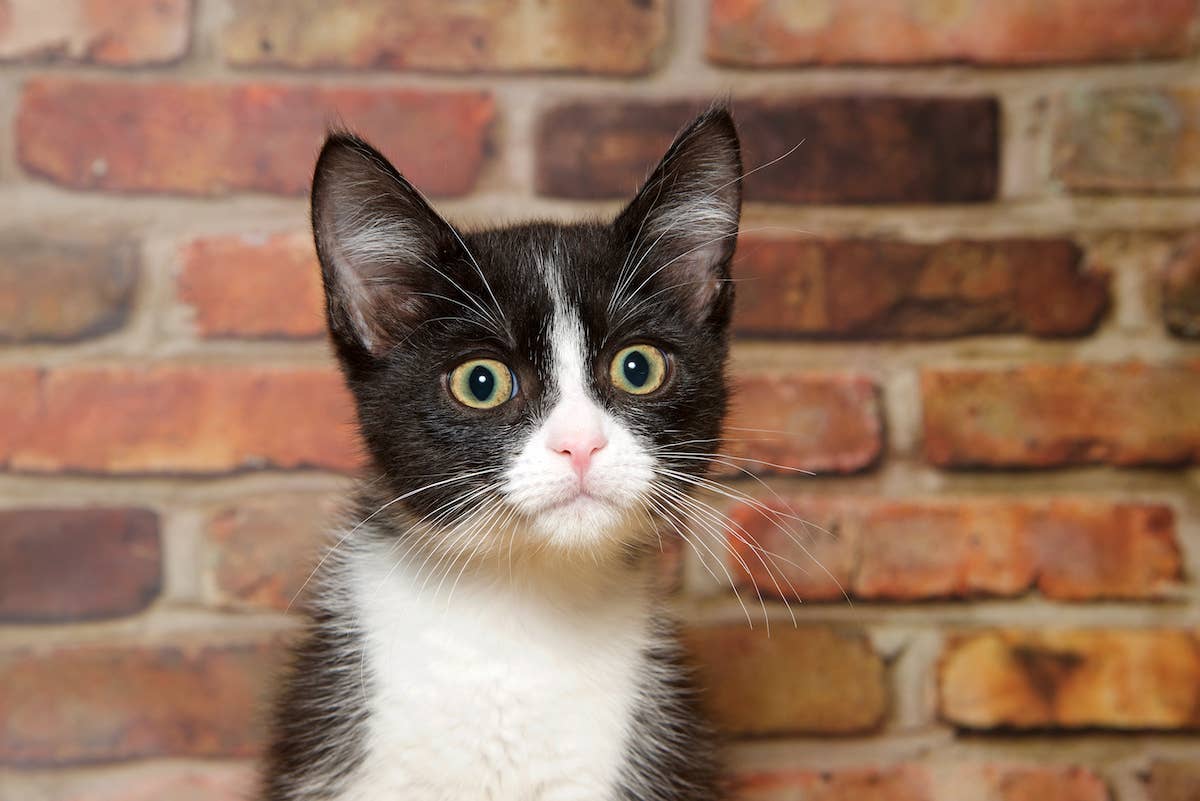 Stunned Tuxedo Cat Meets Tiny Doppleganger Kitten in Most Chaotic First ...