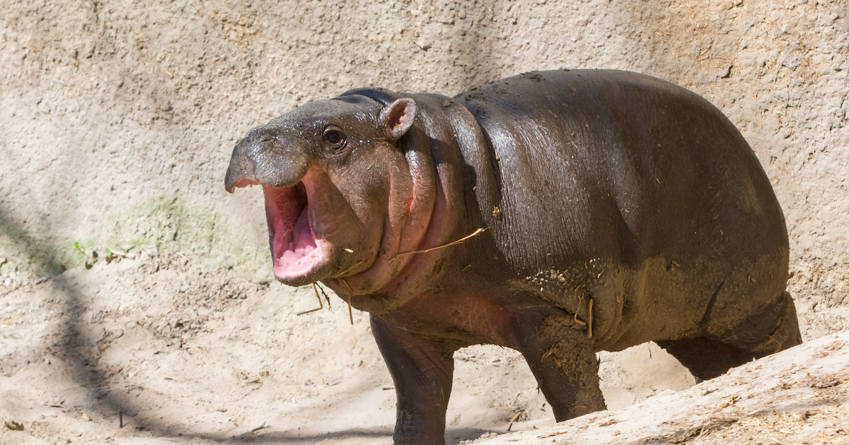Feisty Baby Pygmy Hippo Adorably ‘Attacks’ Mom at John Ball Zoo ...