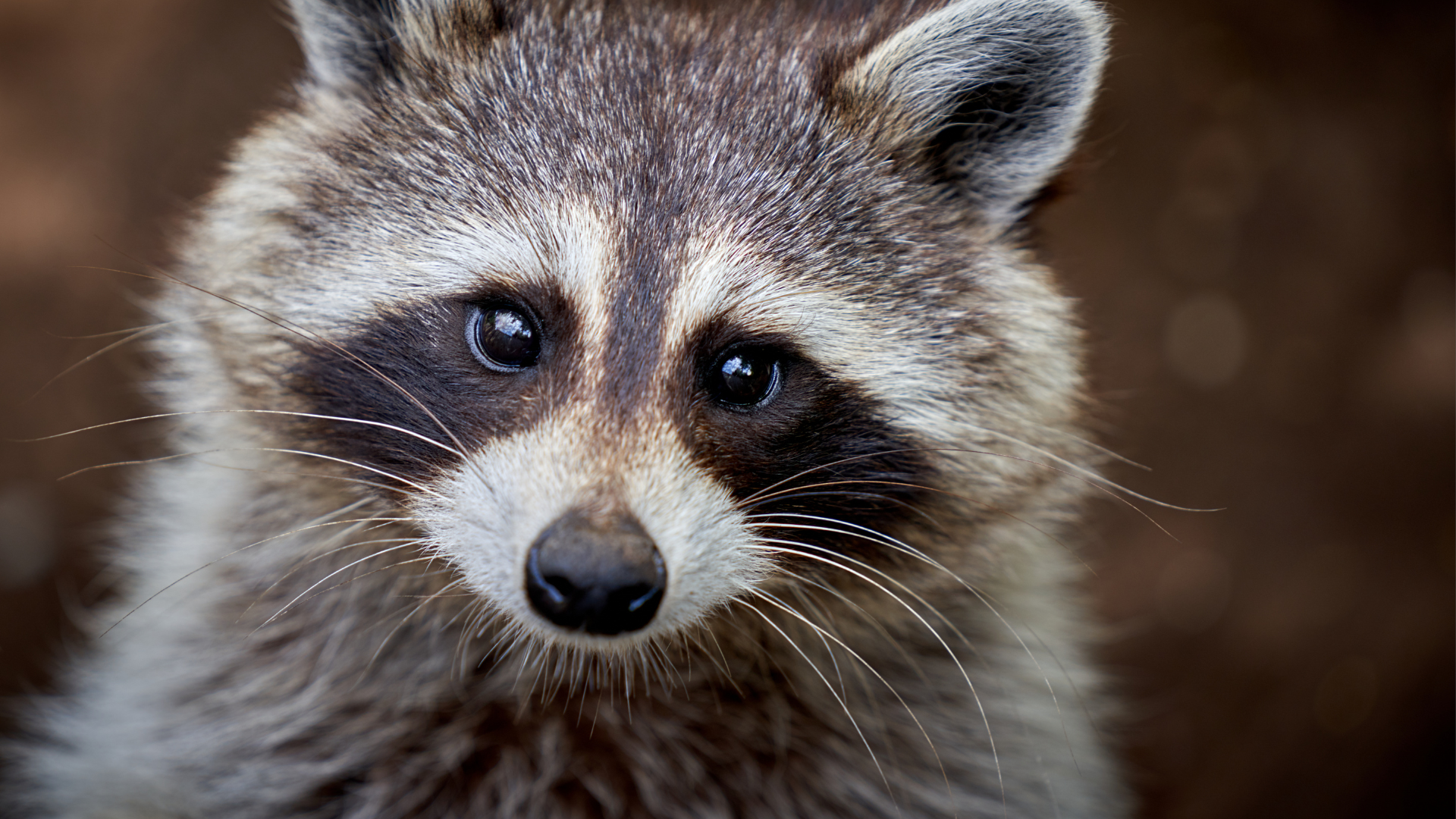 'Free-Range Pet Raccoon' Totally Thinks He's a Dog - PetHelpful